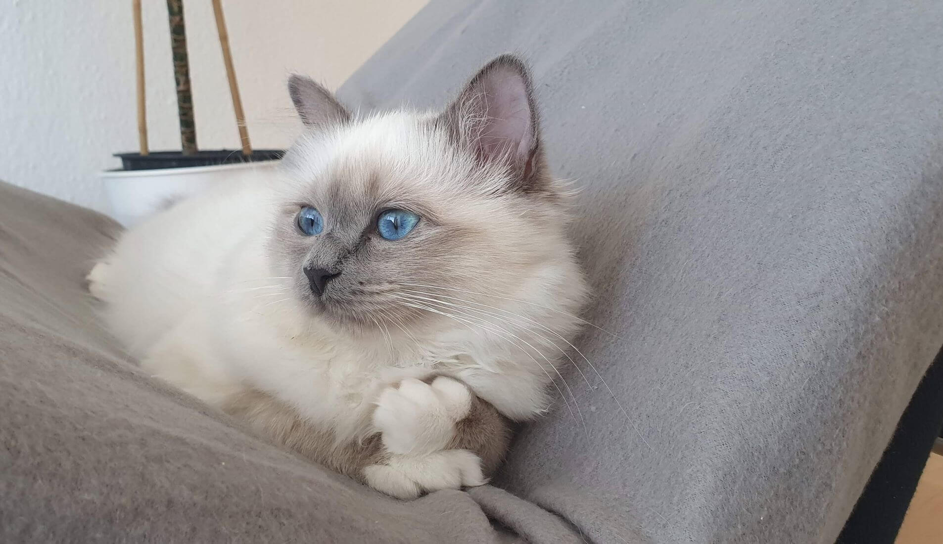 The history of the birman breed - Sacred Birman Cattery | Heilige Birma ...