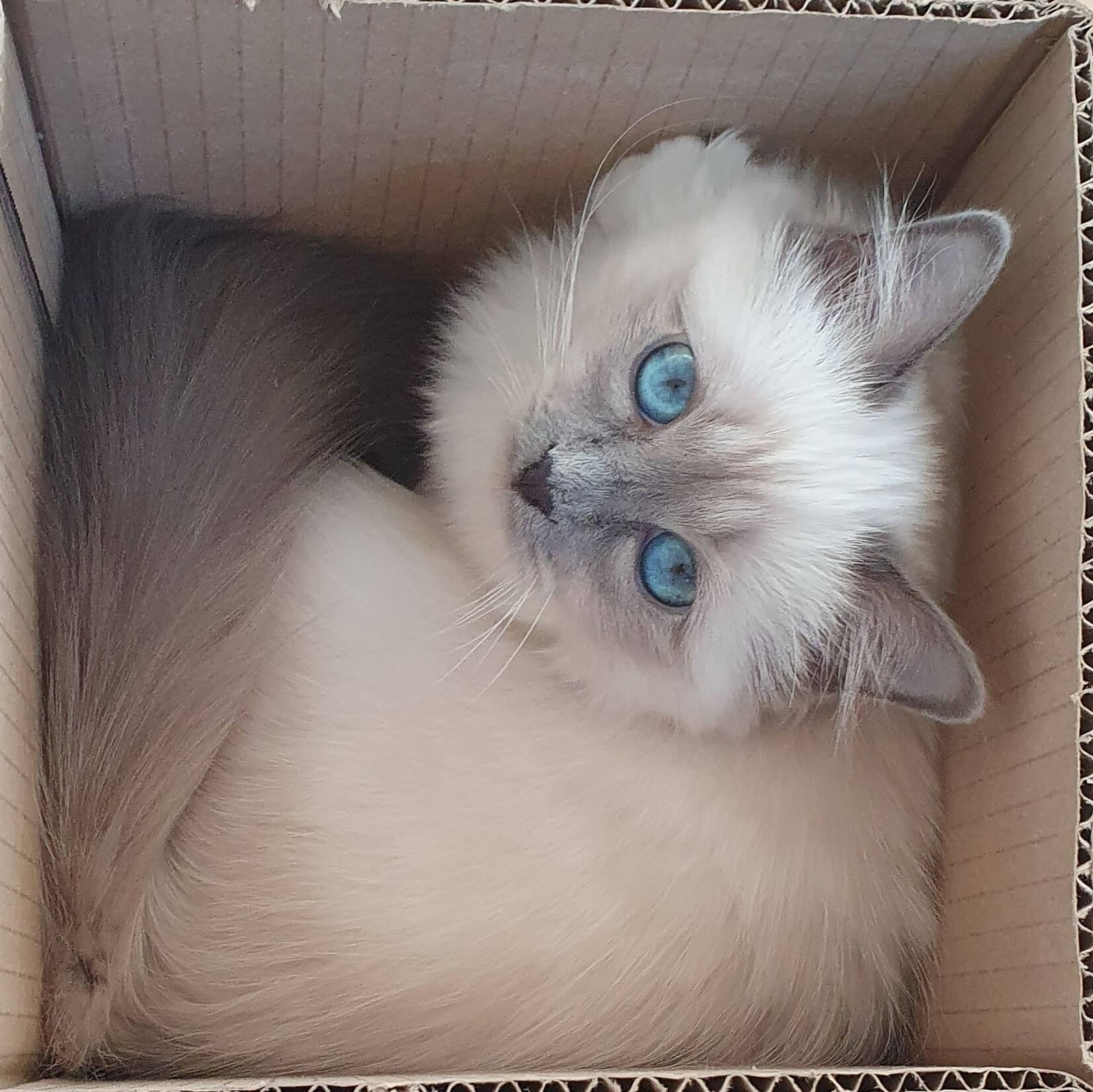 The history of the birman breed - Sacred Birman Cattery | Heilige Birma ...